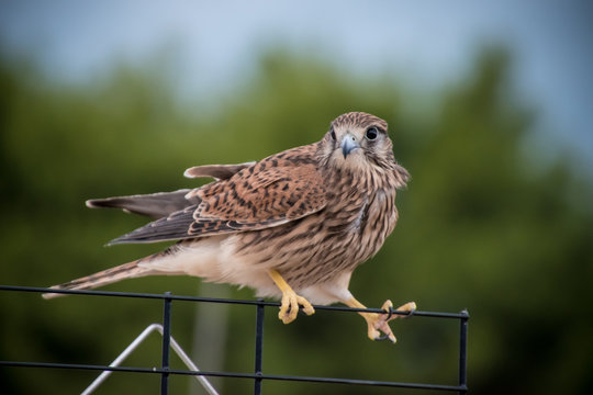 Falchetto Images – Browse 86 Stock Photos, Vectors, and Video | Adobe Stock