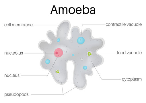 Amoeba Cell Labeled