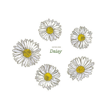 Daisy Tumblr Drawing