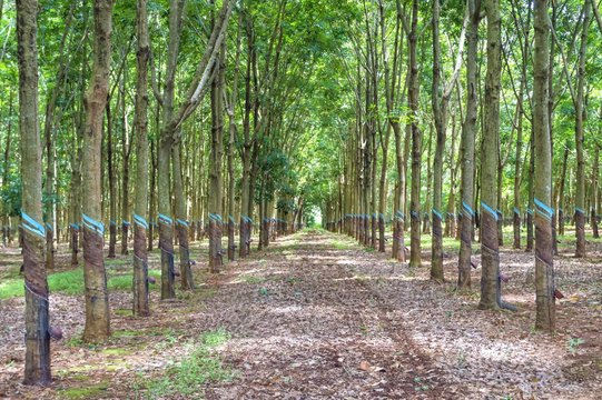 "Natural Rubber" Images – Browse 41,539 Stock Photos, Vectors, and ...