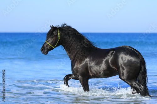 "Friese im Meer" Stockfotos und lizenzfreie Bilder auf Fotolia.com ...