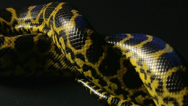 Yellow Python Images – Browse 10,449 Stock Photos, Vectors, and Video ...