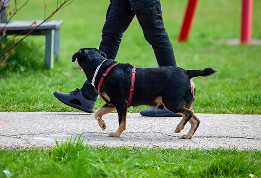 "Gassi Gehen Imagens – Procure 3,286 fotos, vetores e vídeos | Adobe Stock