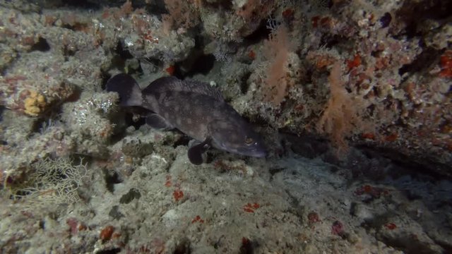 Imagens de Garrupa – Explore Fotografias do Stock, Vetores e Vídeos de ...