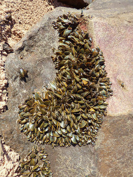 Mexilhao Images – Browse 12 Stock Photos, Vectors, and Video | Adobe Stock