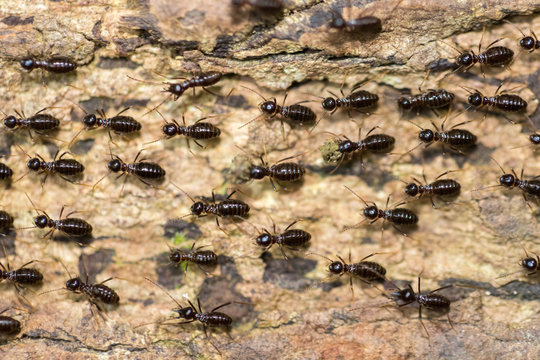 รูปภาพMacrotermes – เลือกดูภาพถ่ายสต็อก เวกเตอร์ และวิดีโอ225 | Adobe Stock