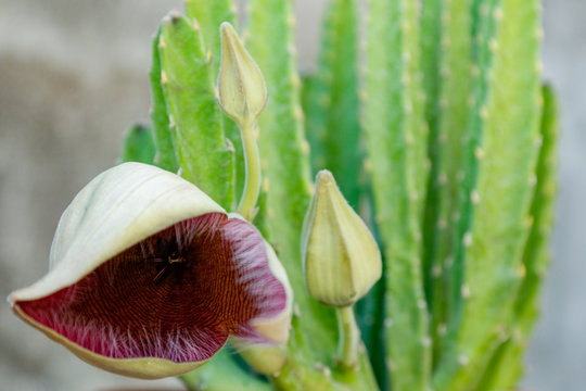 Pimpollo Bilder – Durchsuchen 245 Archivfotos, Vektorgrafiken und ...