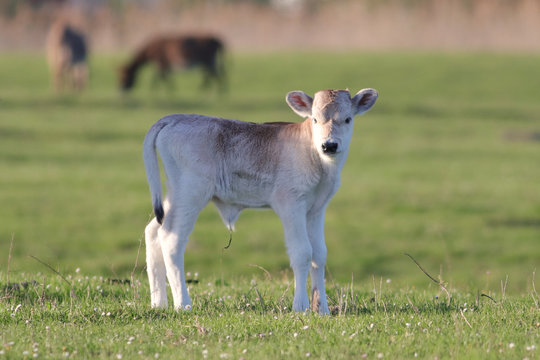 Podolac Images – Browse 37 Stock Photos, Vectors, and Video | Adobe Stock