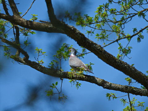 「Eichenast」の画像 - 81 件の Stock 写真、ベクターおよびビデオ | Adobe Stock