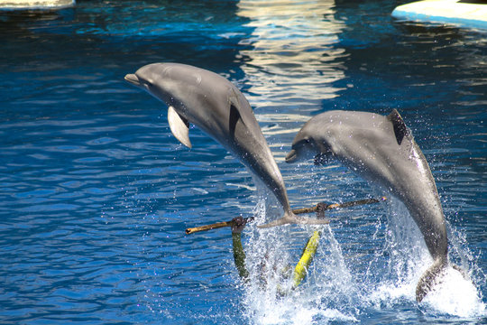 delfines saltando