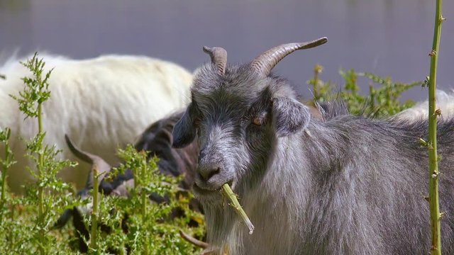 Changthangi Imagens – Procure 80 fotos, vetores e vídeos | Adobe Stock