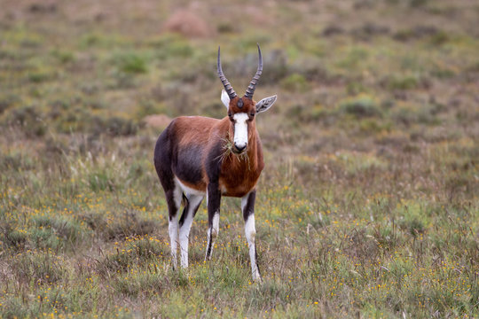 Blesbok Purple