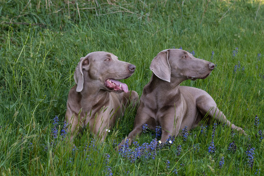 รูปภาพVorstehhunde – เลือกดูภาพถ่ายสต็อก เวกเตอร์ และวิดีโอ182 | Adobe ...