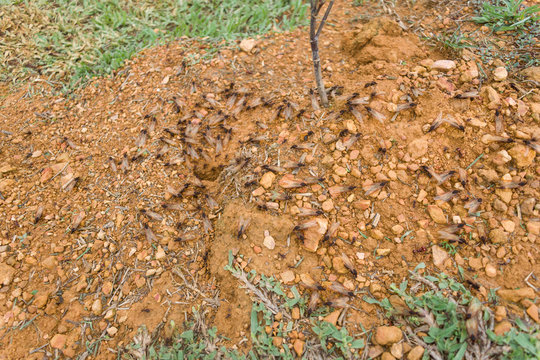 Arriera Images – Browse 13 Stock Photos, Vectors, and Video | Adobe Stock