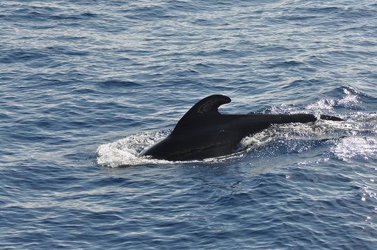 Delphin bilder – Bläddra bland 2,074 stockfoton, vektorer och videor ...