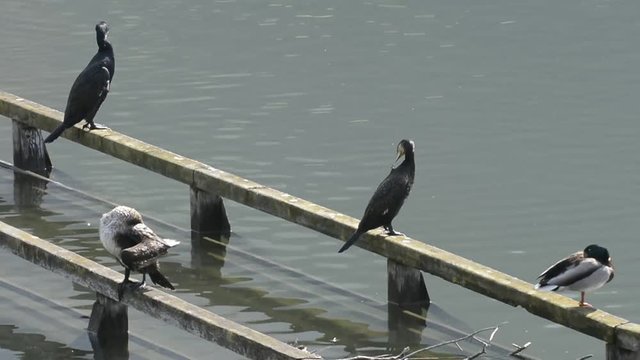 Cormorani Images – Browse 320 Stock Photos, Vectors, and Video | Adobe ...