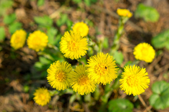 Tussilago bilder – Bläddra bland 5,829 stockfoton, vektorer och videor ...