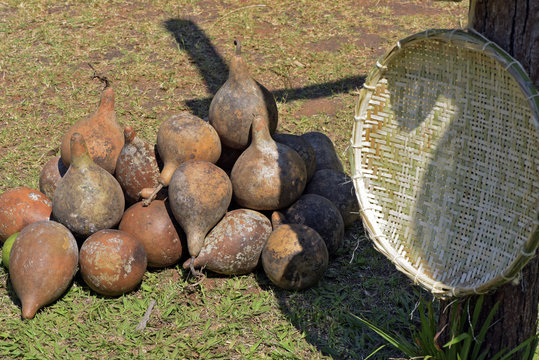 Arvore-De-Cuia Images – Browse 3 Stock Photos, Vectors, and Video ...