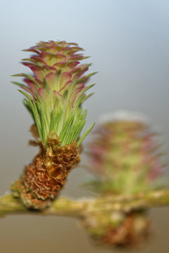 Microstrobilus Images – Browse 208 Stock Photos, Vectors, and Video ...