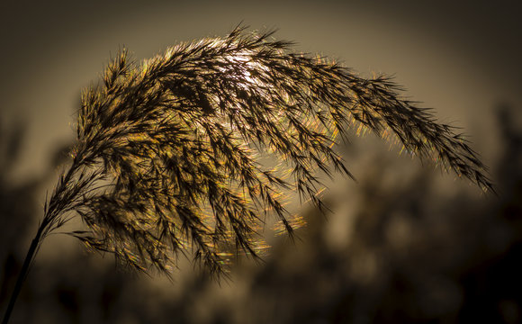 Planze - Images et vidéos libres de droits | Adobe Stock