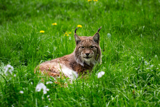 Lunx Images – Browse 14 Stock Photos, Vectors, and Video | Adobe Stock