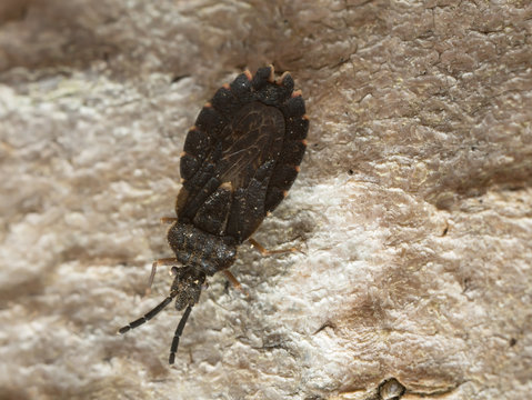 รูปภาพAradidae – เลือกดูภาพถ่ายสต็อก เวกเตอร์ และวิดีโอ98 | Adobe Stock