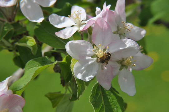 Afpel Bilder – Durchsuchen 6 Archivfotos, Vektorgrafiken und Videos ...