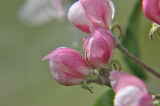 「Afpel」の画像 - 6 件の Stock 写真、ベクターおよびビデオ | Adobe Stock
