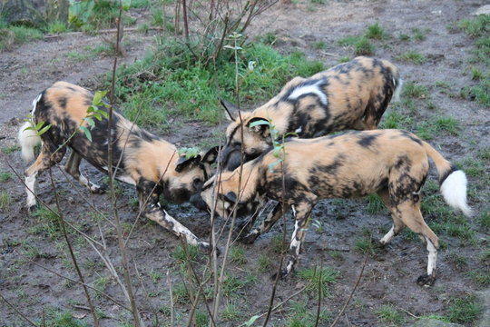 รูปภาพLycaon – เลือกดูภาพถ่ายสต็อก เวกเตอร์ และวิดีโอ4,366 | Adobe Stock