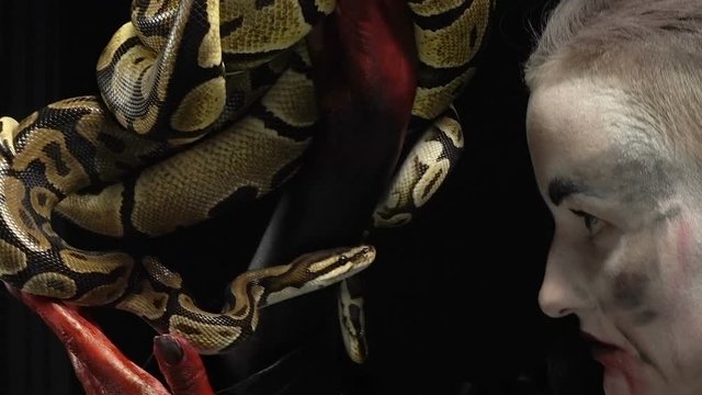 "Royal Pythons" Images – Browse 93 Stock Photos, Vectors, and Video ...