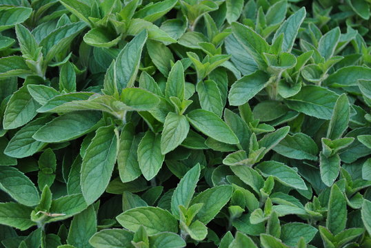 Mentol Bilder – Durchsuchen 579 Archivfotos, Vektorgrafiken und Videos ...