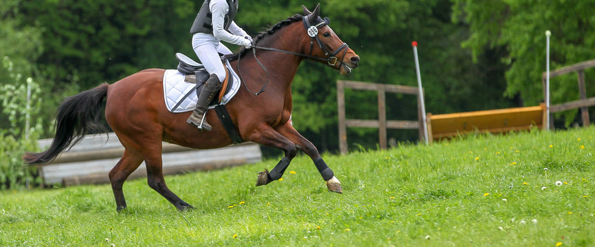 Single-Hoofed Bilder – Durchsuchen 86 Archivfotos, Vektorgrafiken und ...