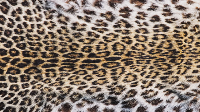 Real Leopard Skin Images – Browse 4,923 Stock Photos, Vectors, and ...