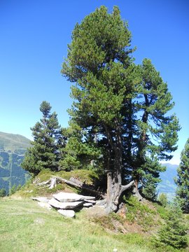 Zirbenbaum Bilder – Durchsuchen 1,494 Archivfotos, Vektorgrafiken und ...