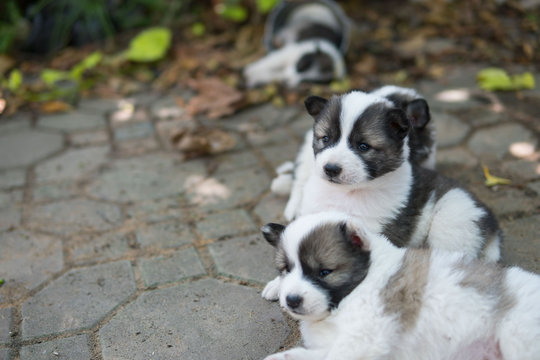 รูปภาพBangkaw – เลือกดูภาพถ่ายสต็อก เวกเตอร์ และวิดีโอ127 | Adobe Stock