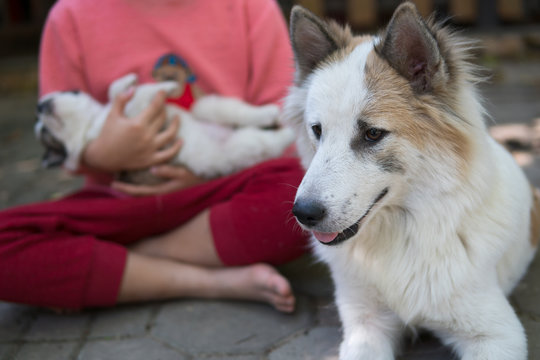 รูปภาพBangkaw – เลือกดูภาพถ่ายสต็อก เวกเตอร์ และวิดีโอ127 | Adobe Stock