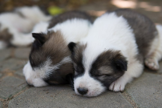 รูปภาพBangkaw – เลือกดูภาพถ่ายสต็อก เวกเตอร์ และวิดีโอ127 | Adobe Stock