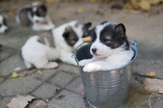 รูปภาพBangkaw – เลือกดูภาพถ่ายสต็อก เวกเตอร์ และวิดีโอ127 | Adobe Stock