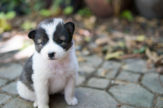 รูปภาพBangkaw – เลือกดูภาพถ่ายสต็อก เวกเตอร์ และวิดีโอ127 | Adobe Stock