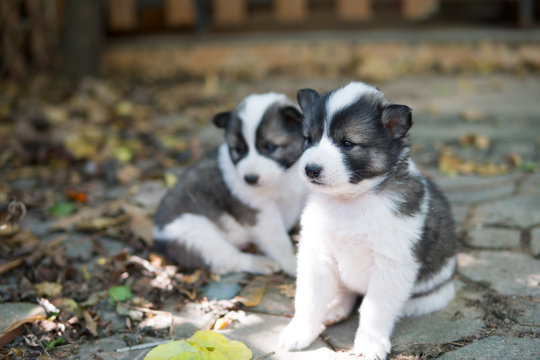 รูปภาพBangkaw – เลือกดูภาพถ่ายสต็อก เวกเตอร์ และวิดีโอ127 | Adobe Stock