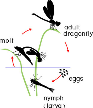 รูปภาพHemimetaboly – เลือกดูภาพถ่ายสต็อก เวกเตอร์ และวิดีโอ114 | Adobe ...