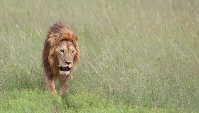 รูปภาพSimba – เลือกดูภาพถ่ายสต็อก เวกเตอร์ และวิดีโอ1,990 | Adobe Stock