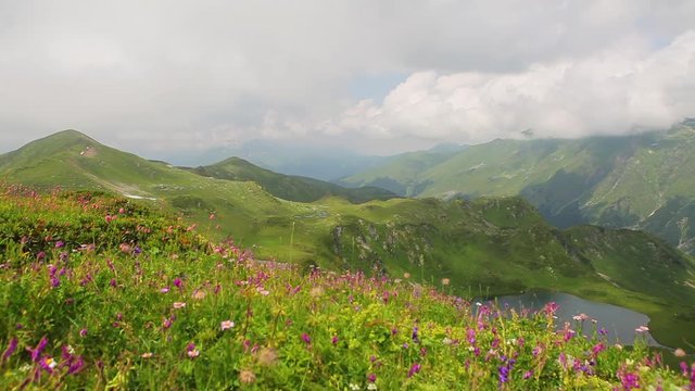 "Montane Grassland" Bilder – Durchsuchen 1,406 Archivfotos ...