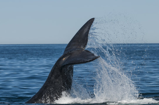 Balaenidae bilder – Bläddra bland 1,218 stockfoton, vektorer och videor ...