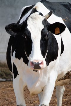 Imagens de Vacca – Explore Fotografias do Stock, Vetores e Vídeos de ...