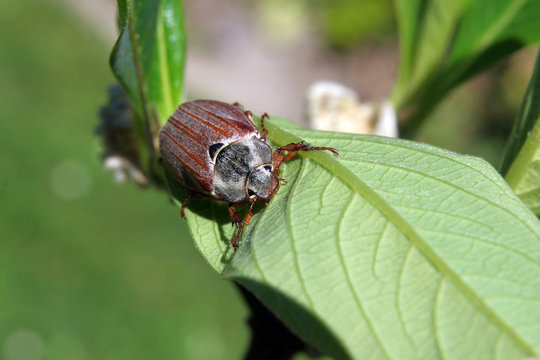88 BESTE Maikaefer BILDER, STOCK-FOTOS & -VEKTORGRAFIKEN | Adobe Stock