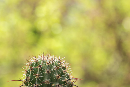 Highlit bilder – Bläddra bland 44 stockfoton, vektorer och videor ...