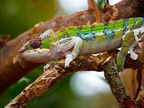 รูปภาพSaurien – เลือกดูภาพถ่ายสต็อก เวกเตอร์ และวิดีโอ910 | Adobe Stock
