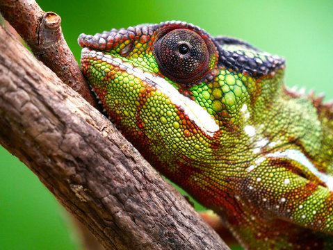 รูปภาพSaurien – เลือกดูภาพถ่ายสต็อก เวกเตอร์ และวิดีโอ910 | Adobe Stock