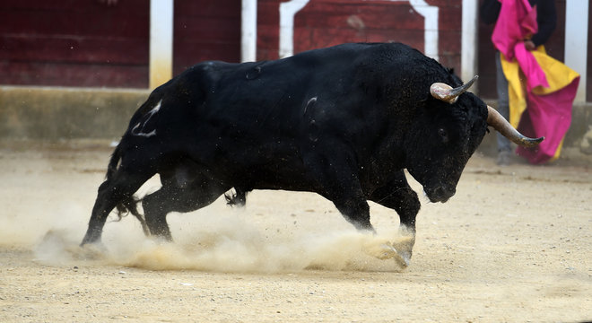 Spanish Bull Charging